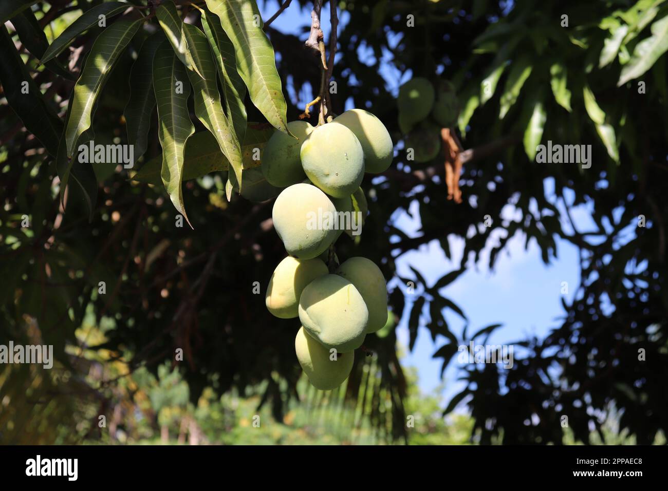 Mango hanging from tree hi-res stock photography and images - Alamy
