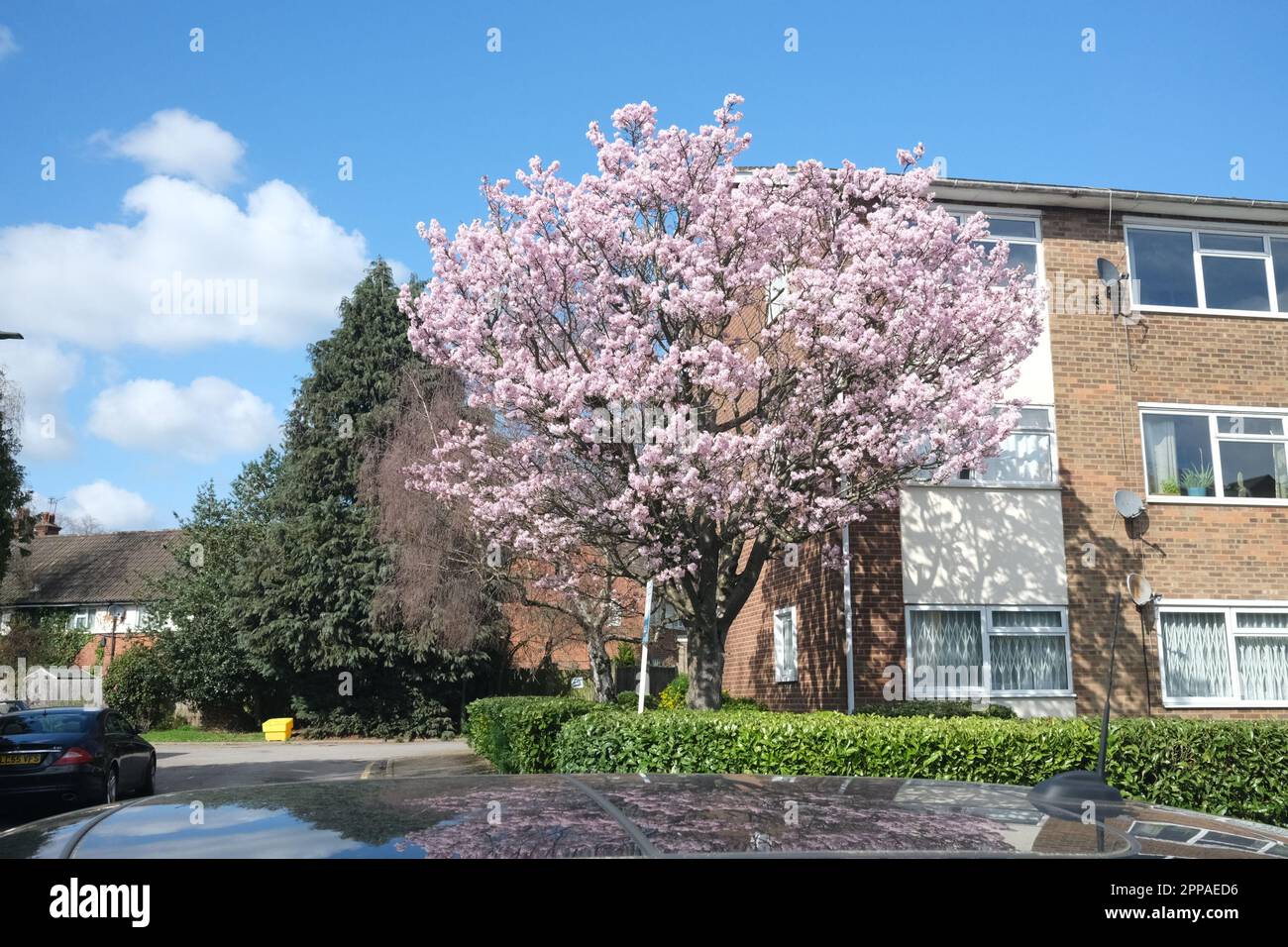 This image, taken in May 2023 shows a stunningly beautiful tree ...