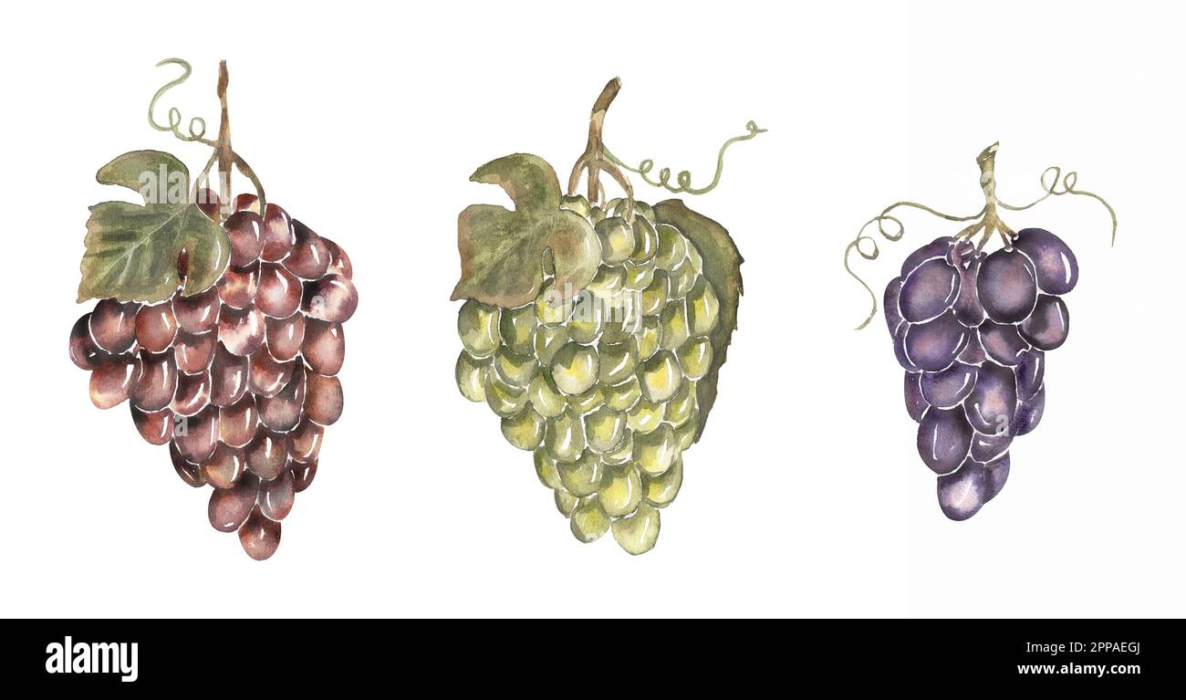 Watercolor hand drawn illustration set with red , purple and green grapes branch. vineyard ...