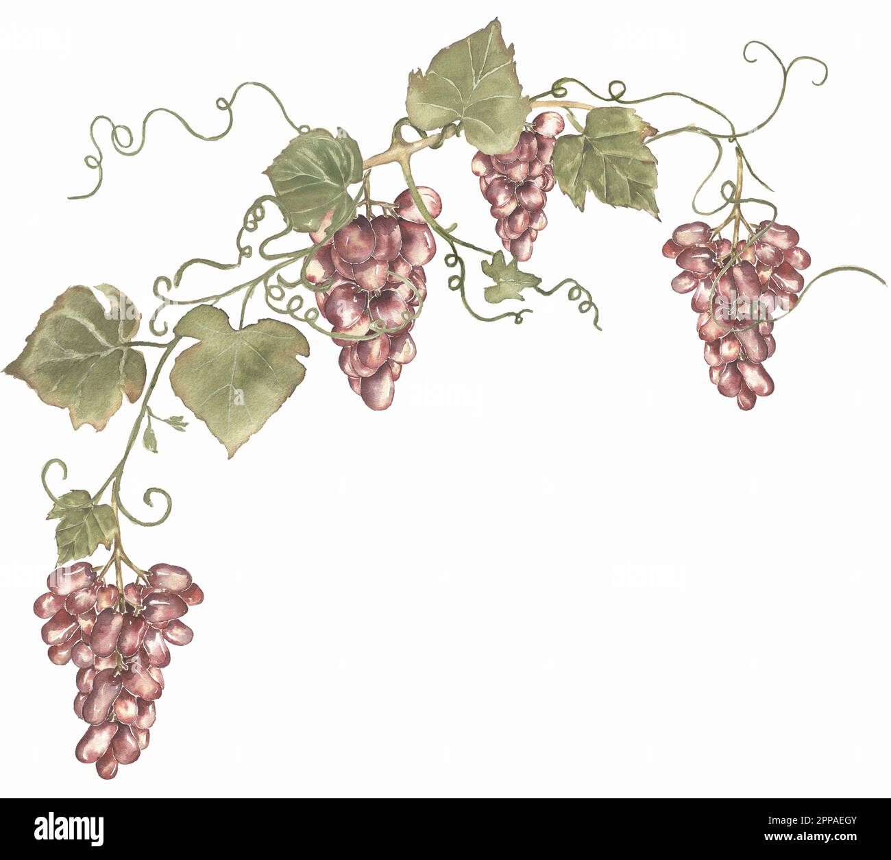 Watercolor hand drawn illustration composition red grapes branch. vineyard clipart Stock Photo ...