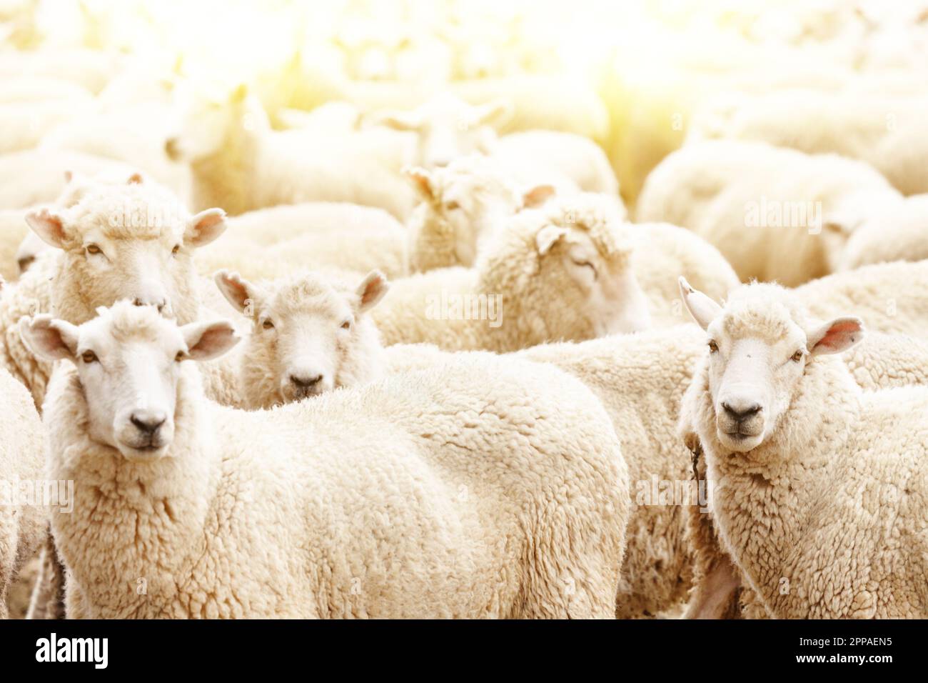 Livestock farm, flock of sheep Stock Photo - Alamy