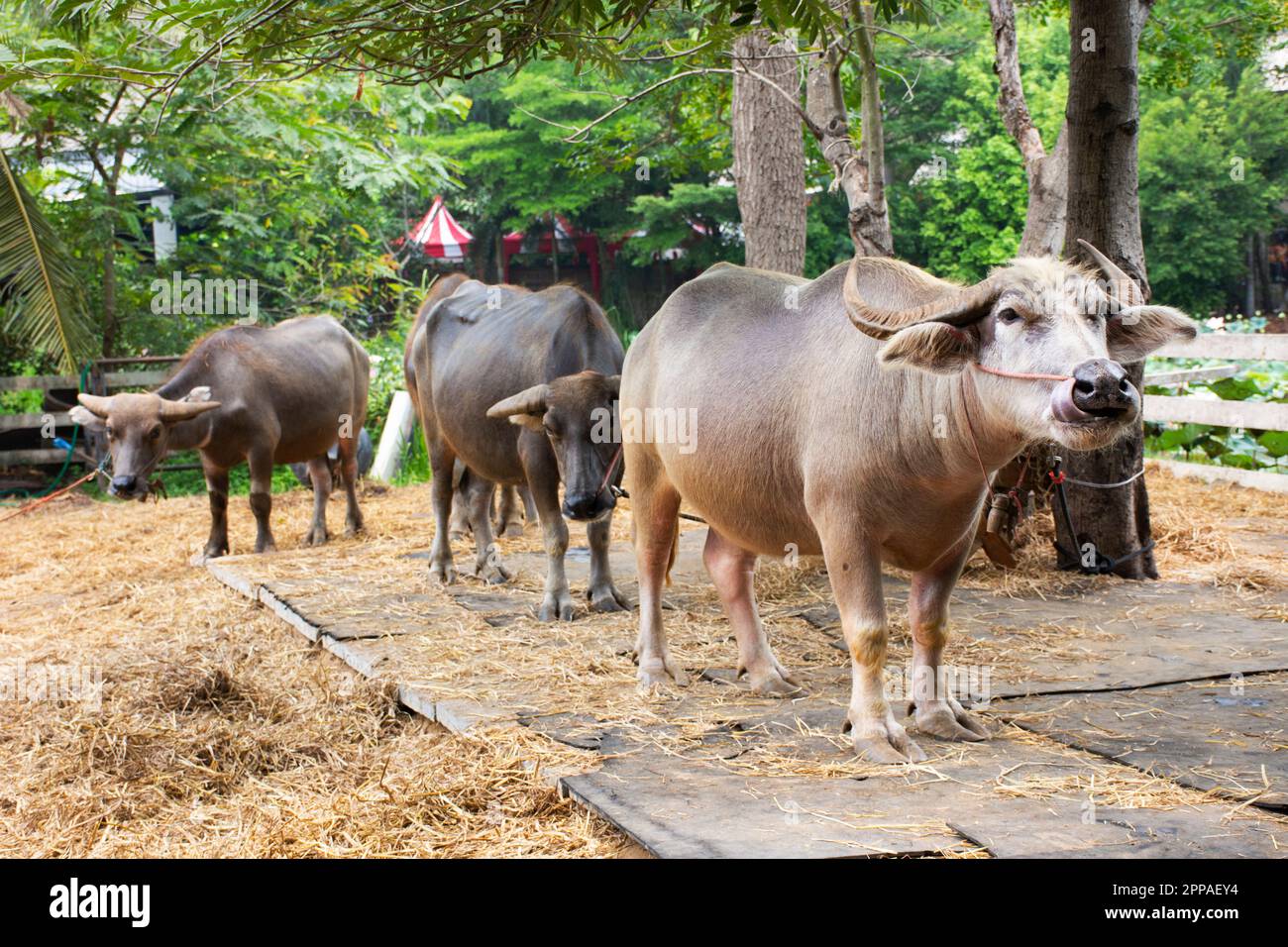 Domestic asian water buffalo family in cage waiting thai people and ...