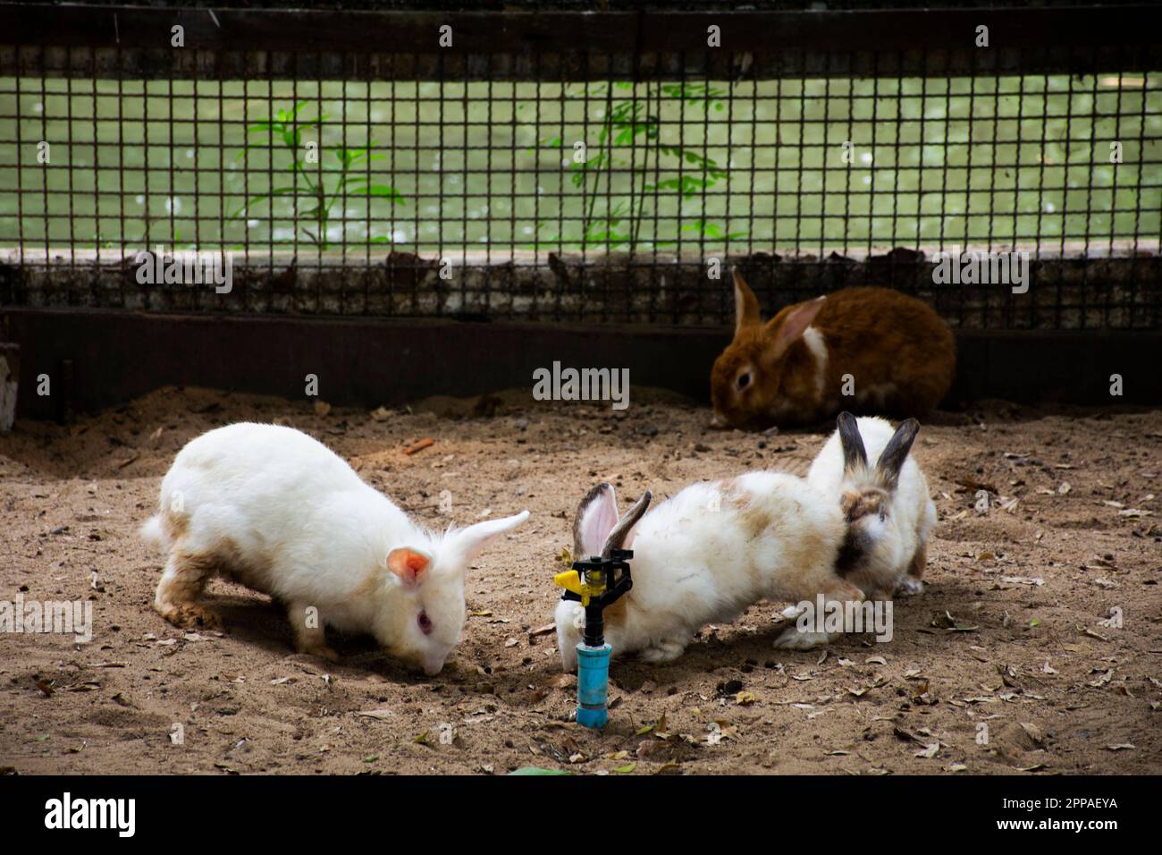 Raising bunnies hi-res stock photography and images - Alamy