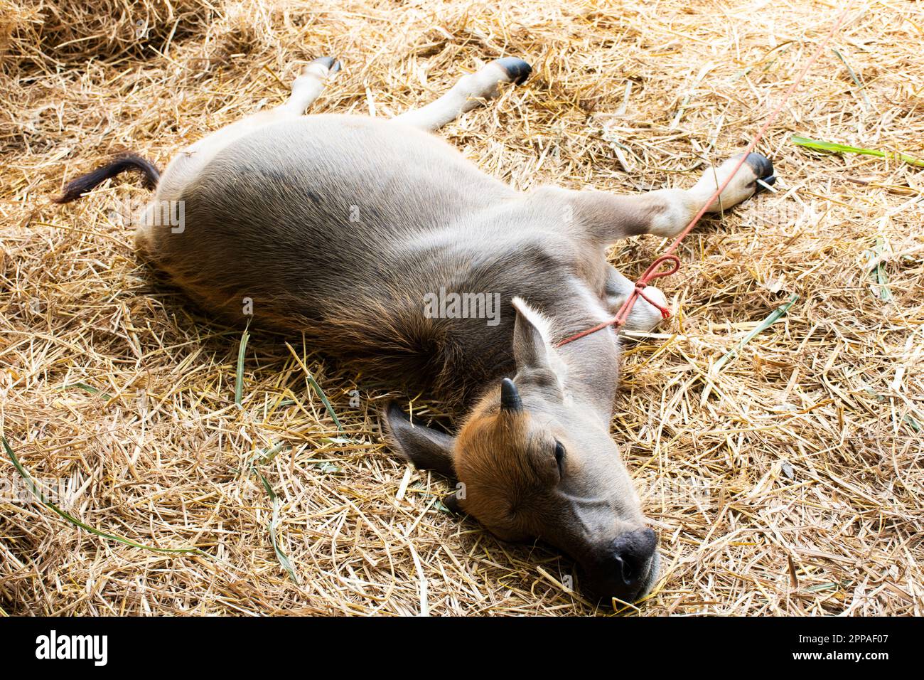 Domestic calf asian water buffalo sleeping in cage waiting thai people ...