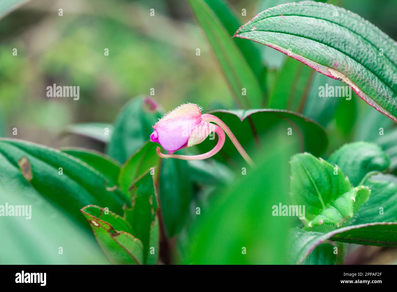 Beautiful little pink purple flowers hi-res stock photography and ...