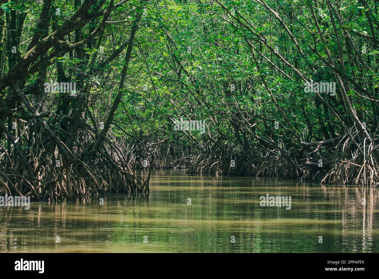 Mangrove forests in nature have many roots for adhesion Stock Photo - Alamy