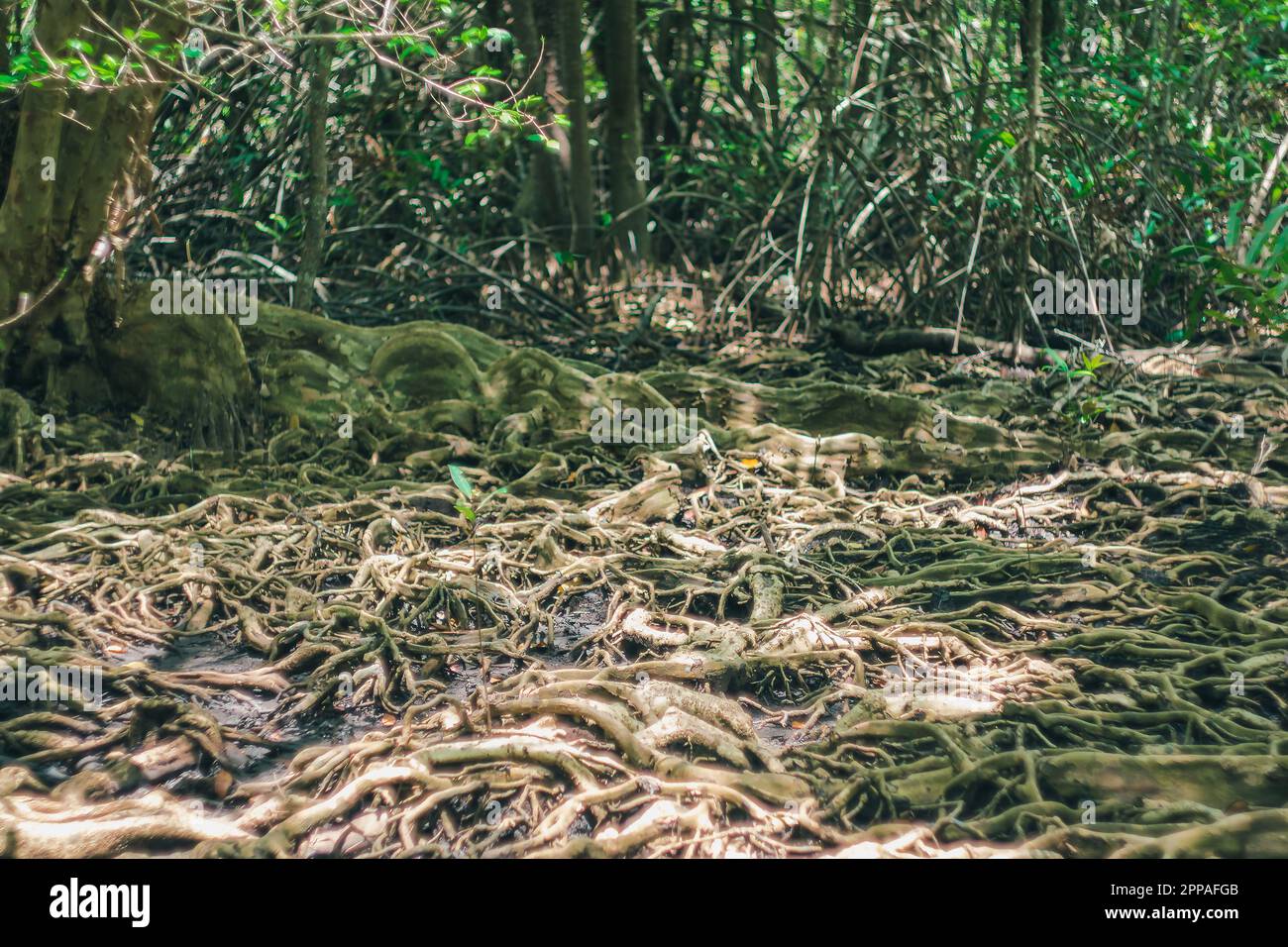 Many tree roots on the mangrove forest are used for adhesion Stock ...