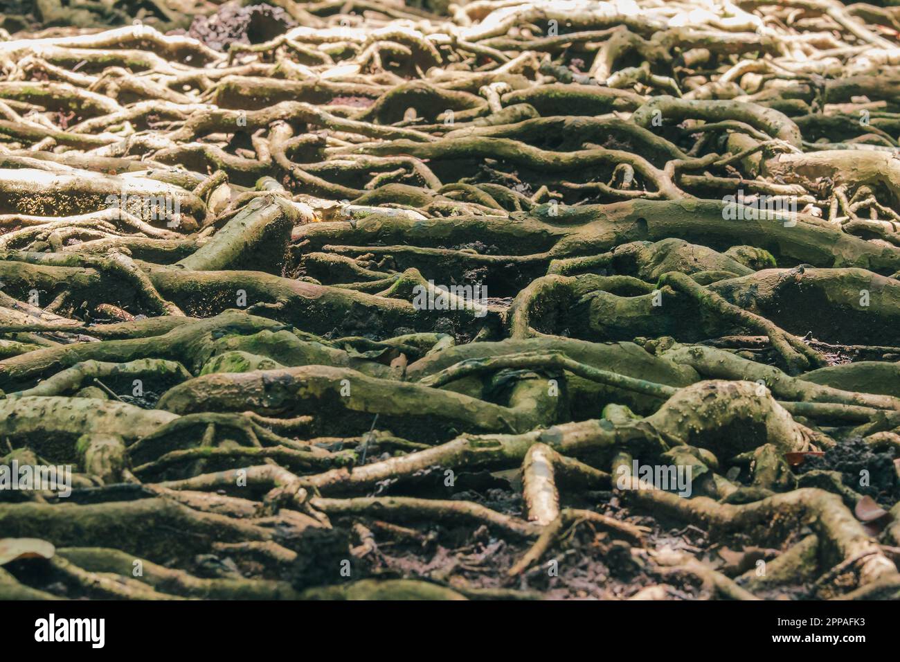 Many tree roots on the mangrove forest are used for adhesion Stock ...
