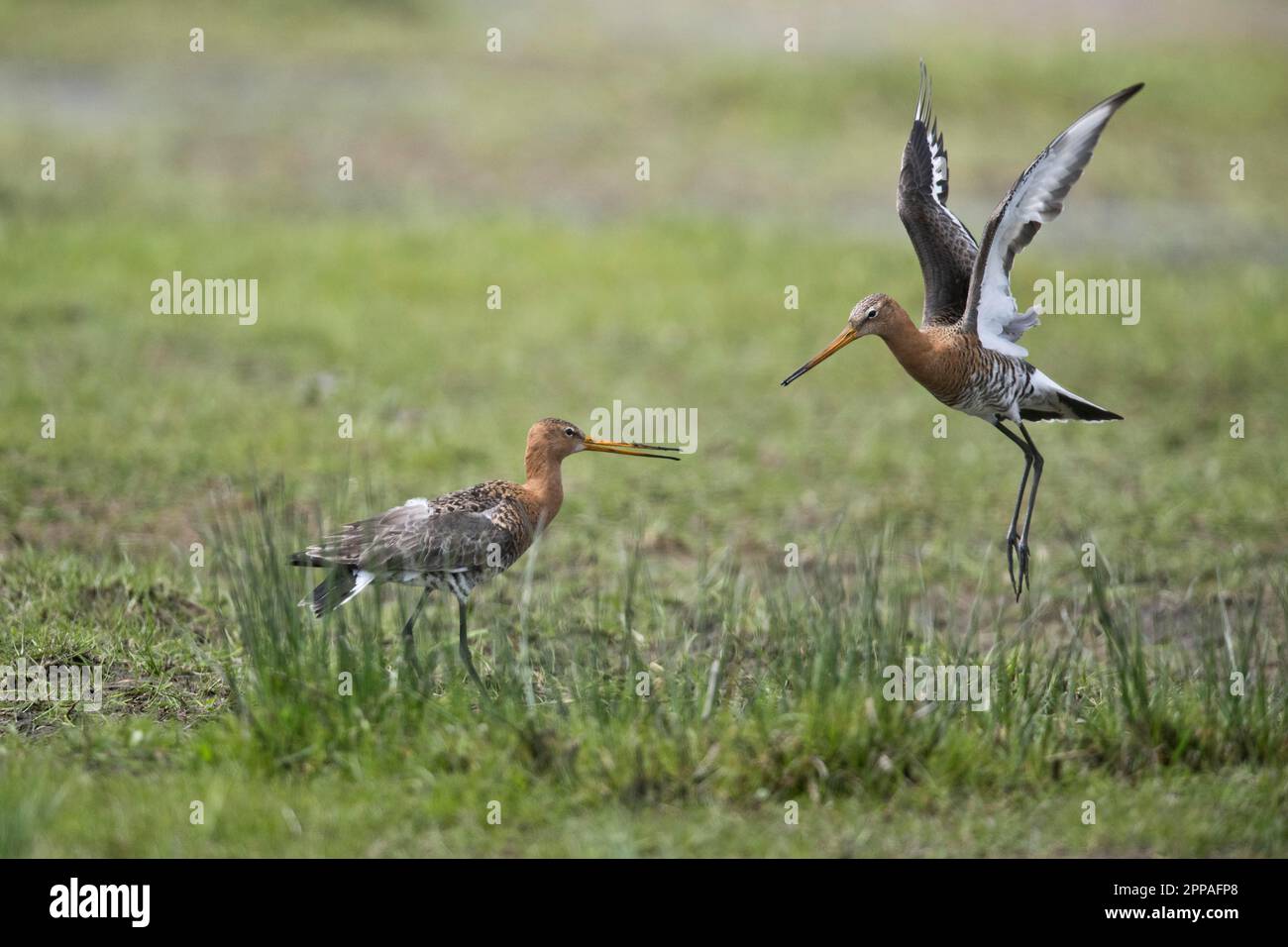 Black-tailed godwits (Limosa limosa), territorial fight, Lower Saxony ...
