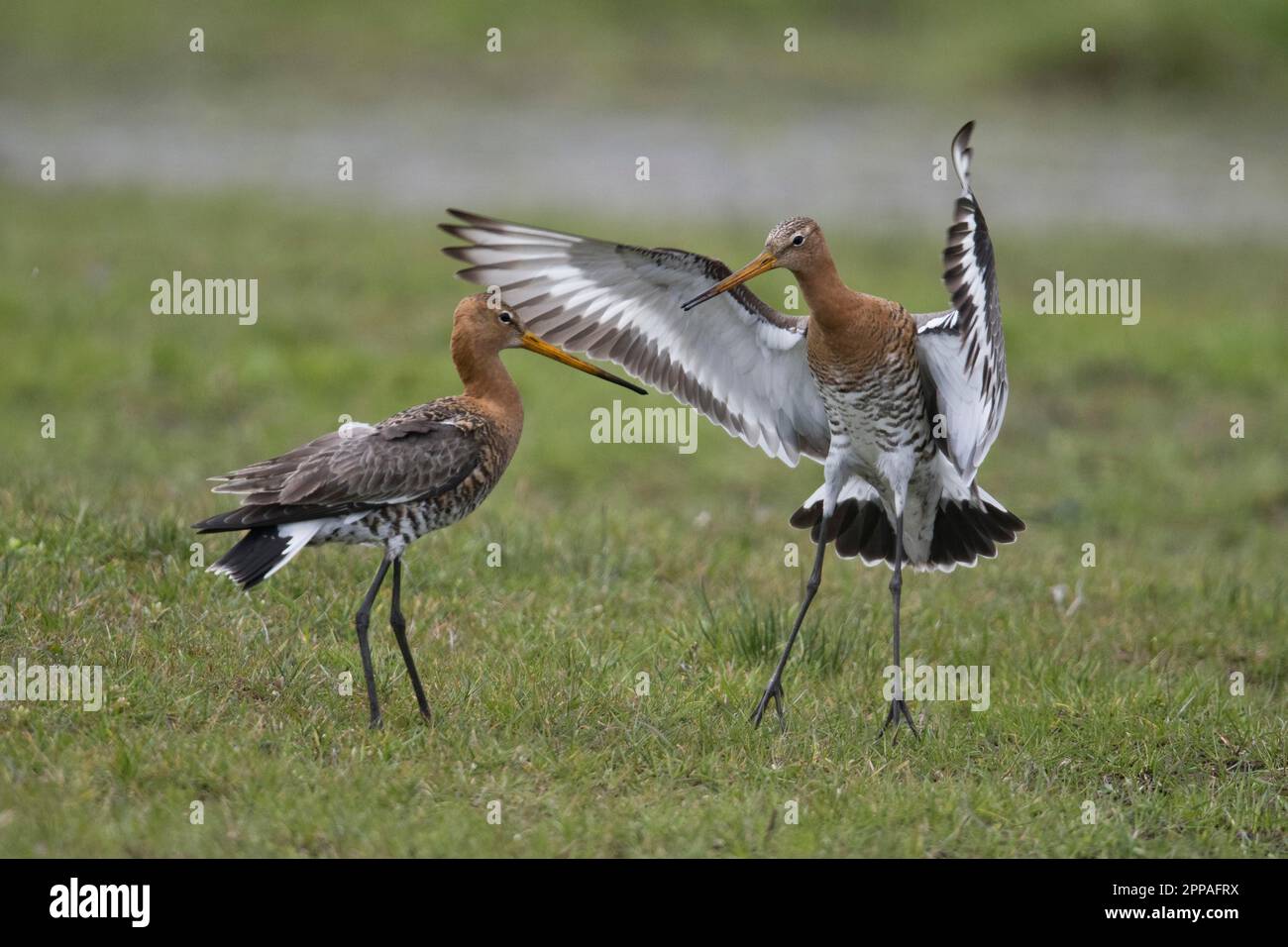 Black-tailed godwits (Limosa limosa), territorial fight, Lower Saxony ...