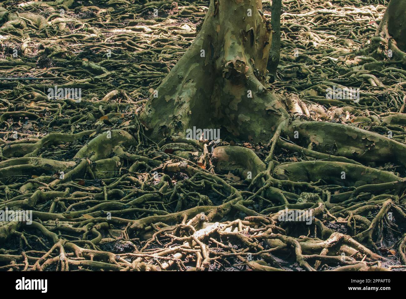 Many tree roots on the mangrove forest are used for adhesion Stock ...