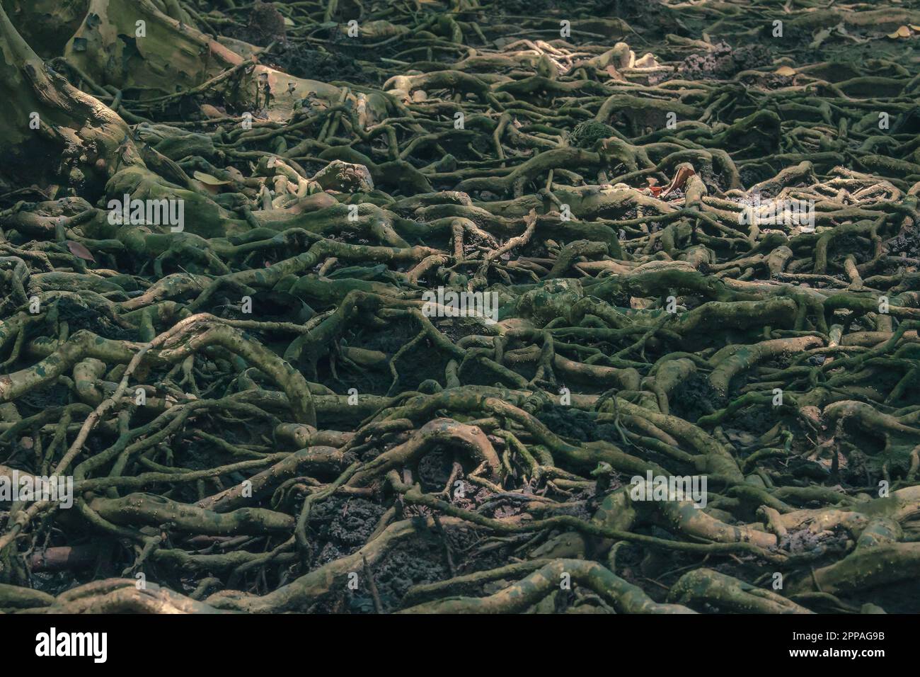 Many tree roots on the mangrove forest are used for adhesion Stock ...