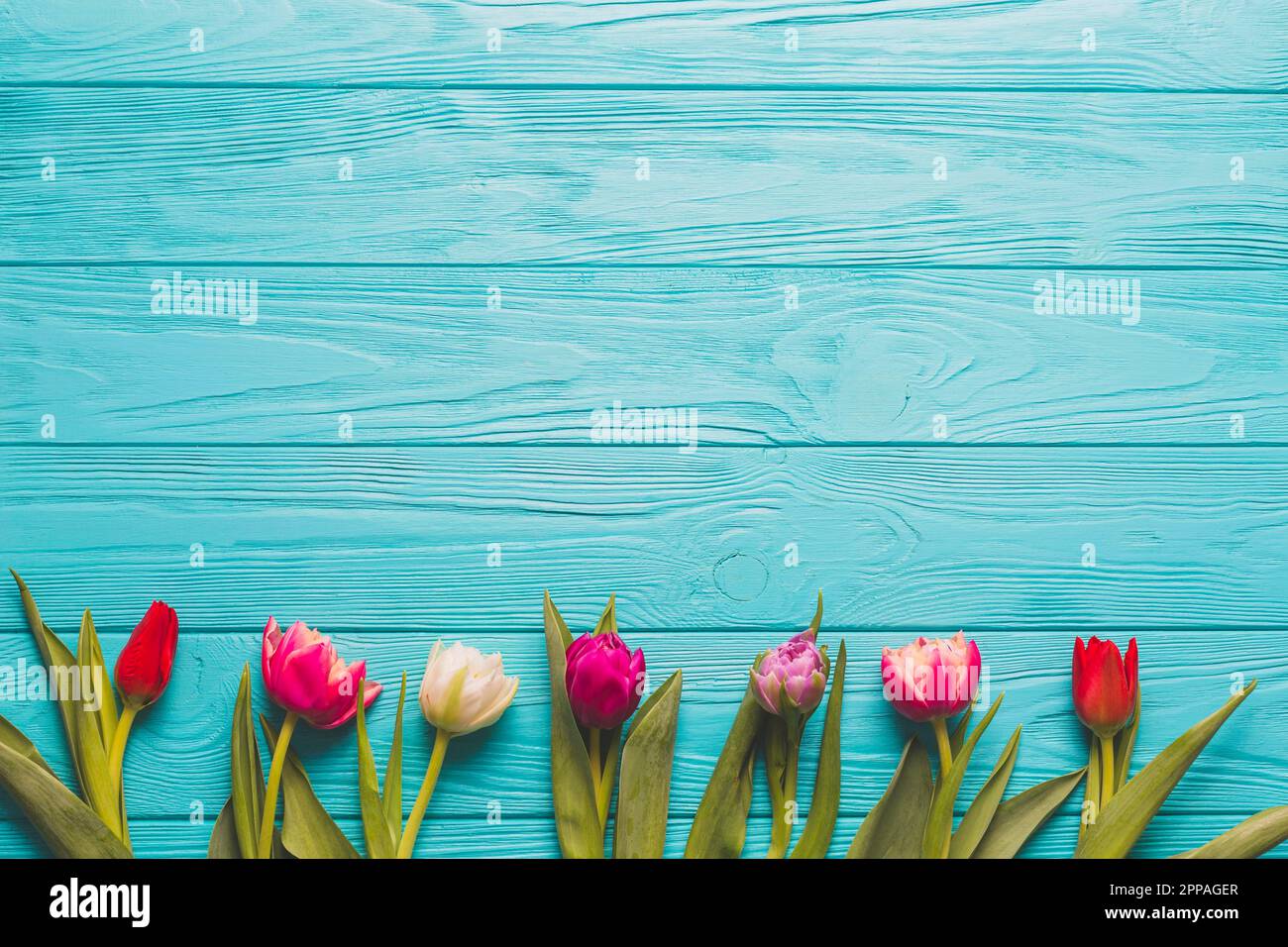 Beautiful line of tulips hi-res stock photography and images - Alamy