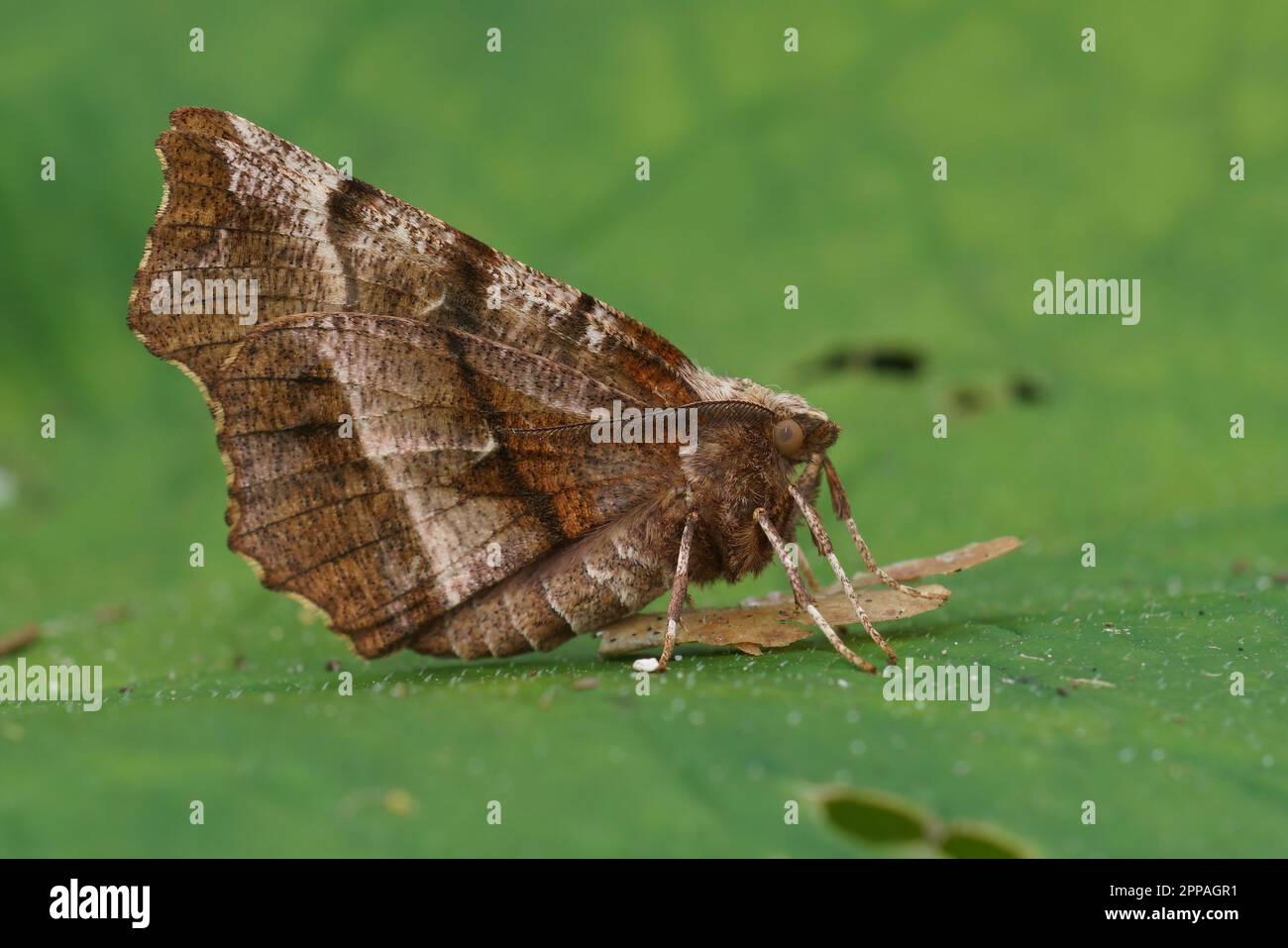 Natural Closeup on the European early thorn geometer moth , Selenia ...