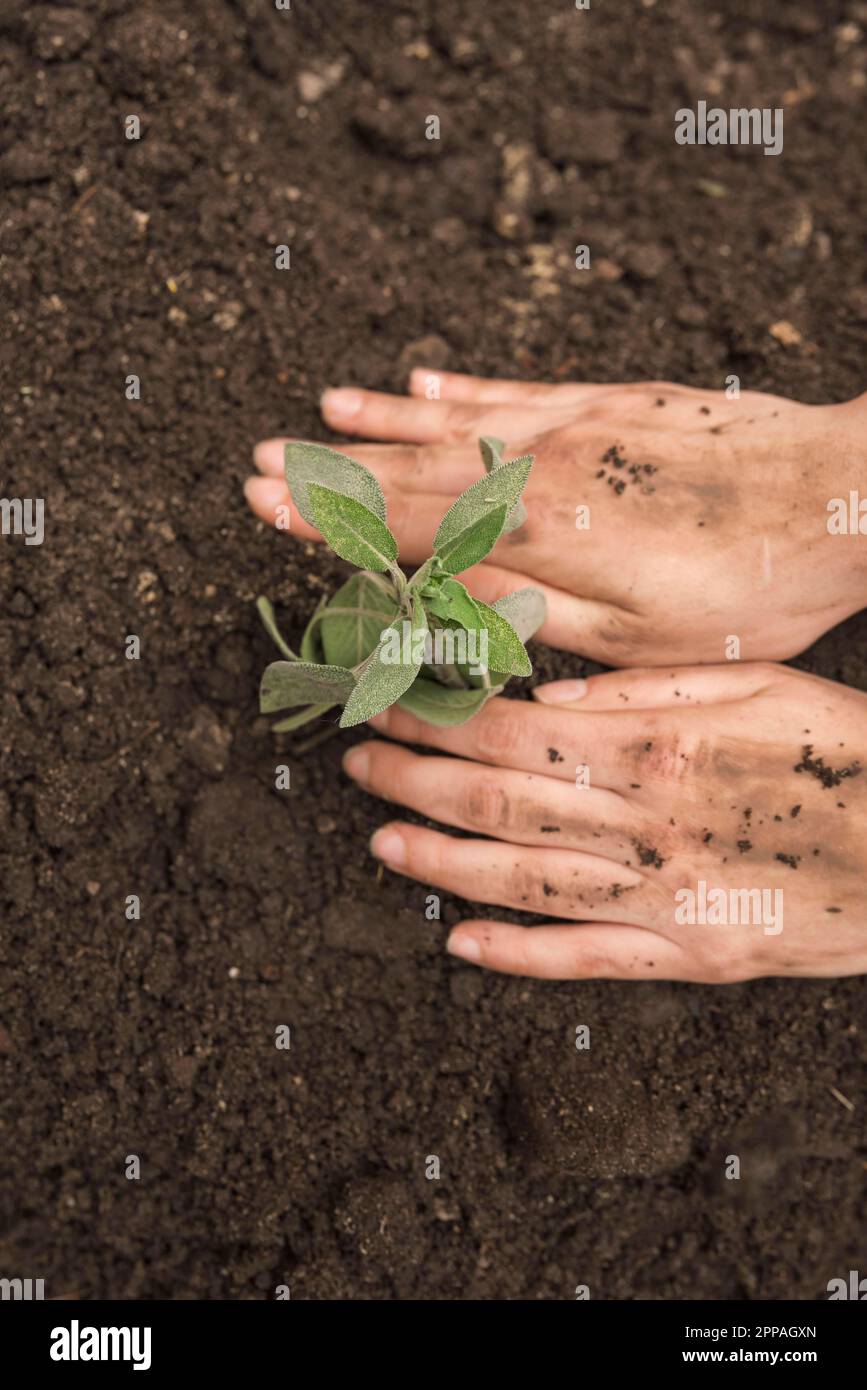 Human hand planting fresh young plant into soil Stock Photo - Alamy