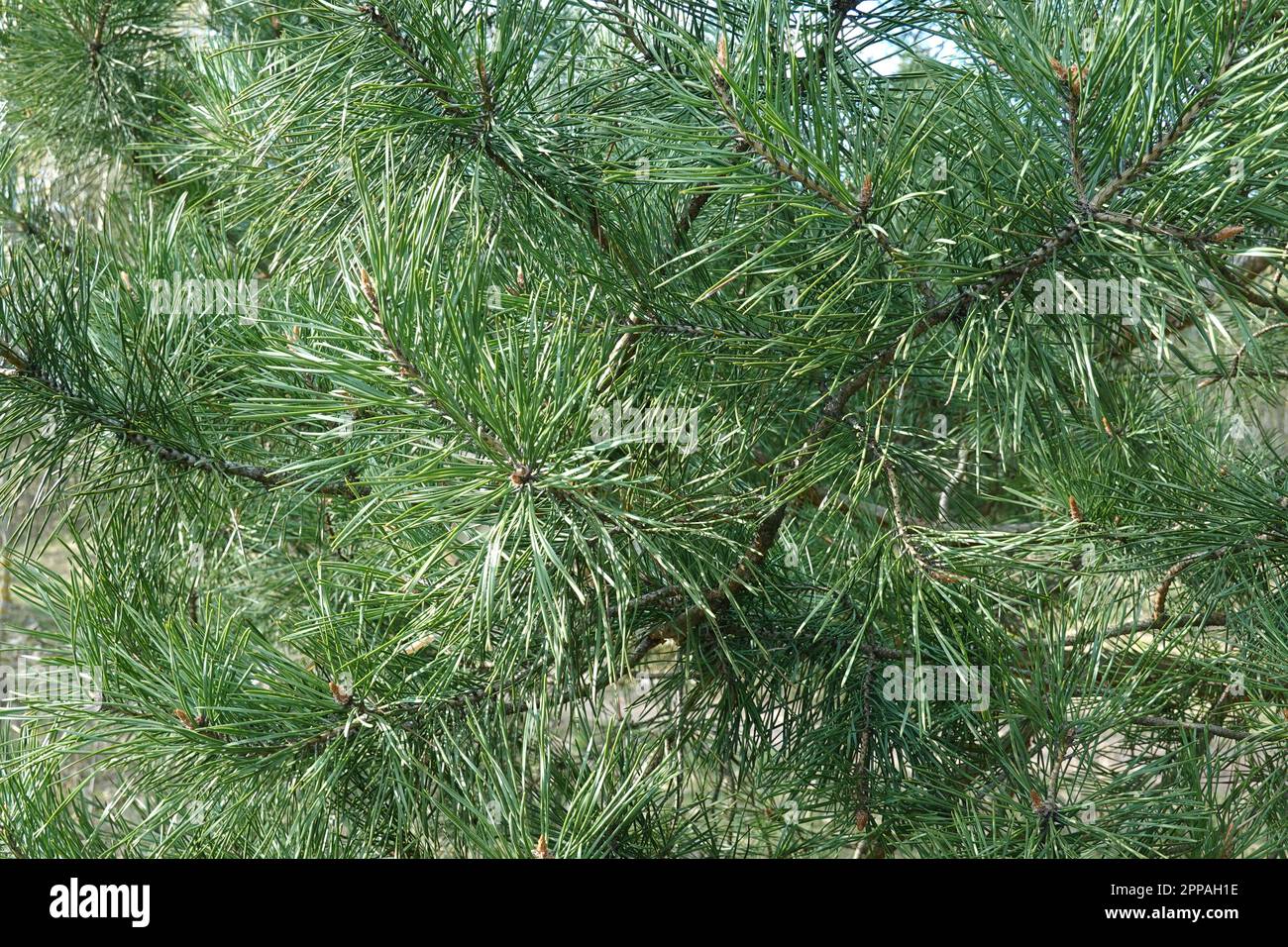 Dense pine branches with long green fir-needle as background close-up ...