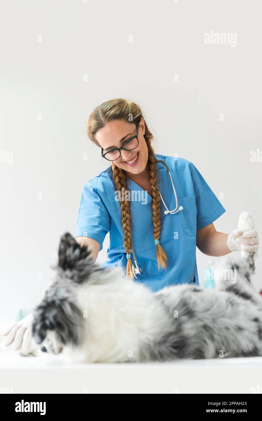 Professional veterinarian examining dog hi-res stock photography and ...