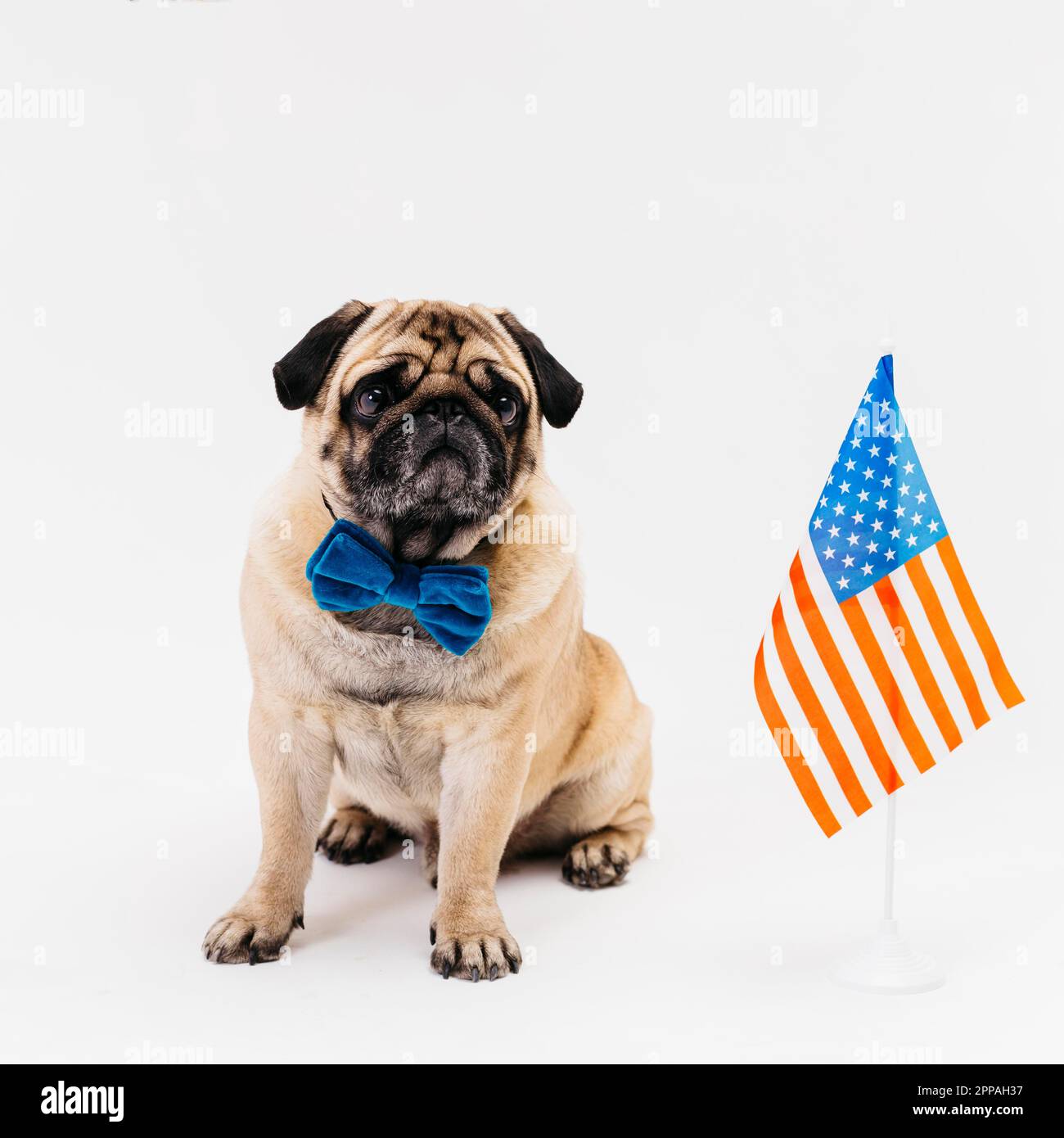 Independence day dog hi-res stock photography and images - Alamy