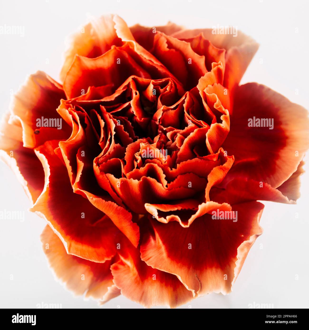 Carnations flower hi-res stock photography and images - Alamy