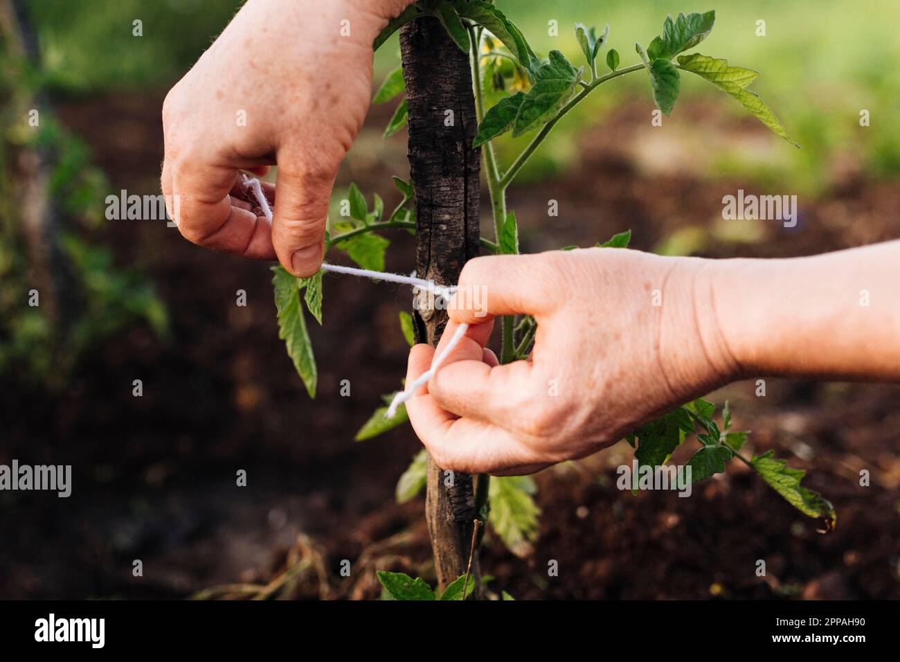 Grape plant nursery hi-res stock photography and images - Alamy