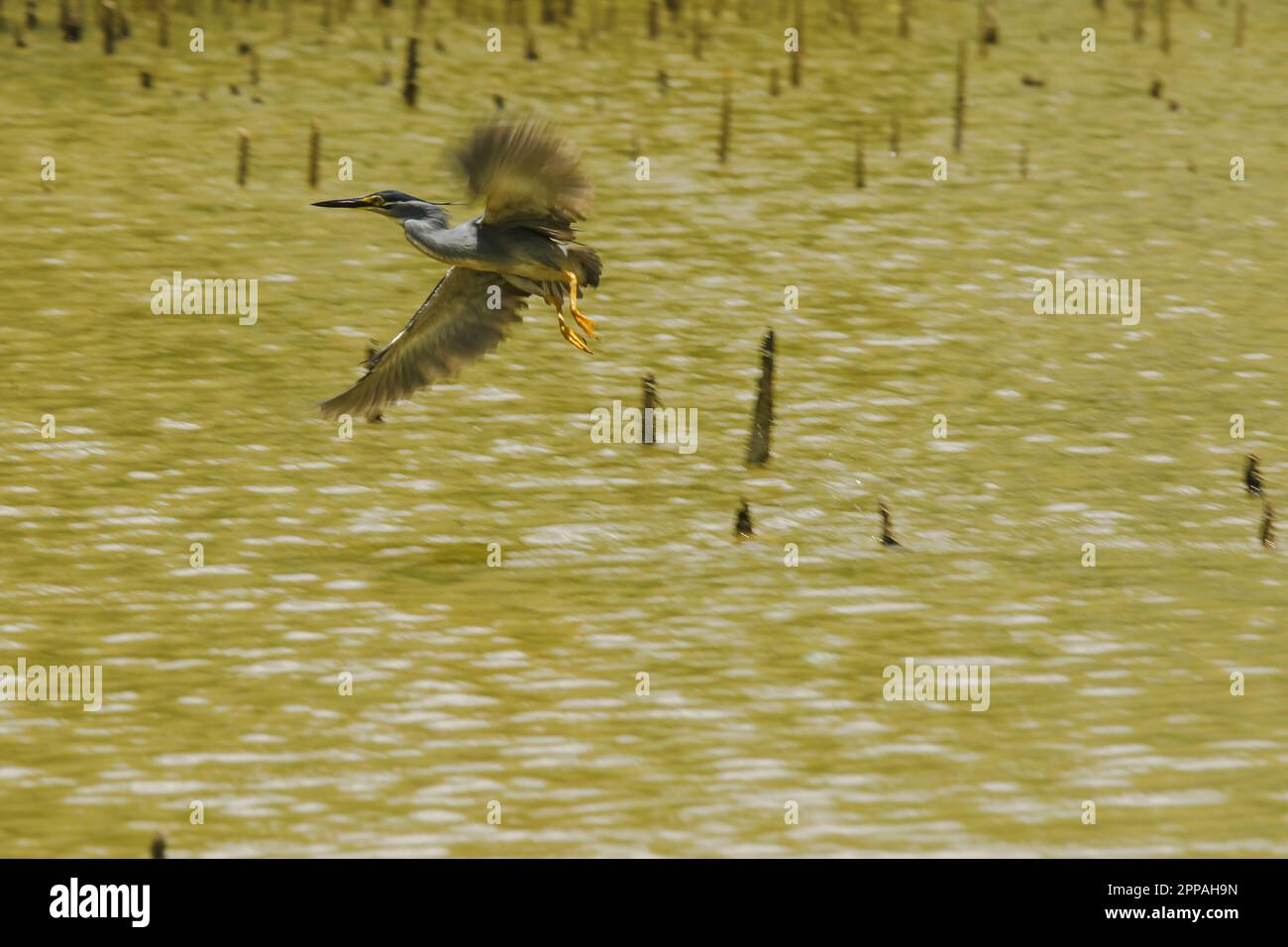 Butorides striatus is flying over water. Is a small bird found in the ...