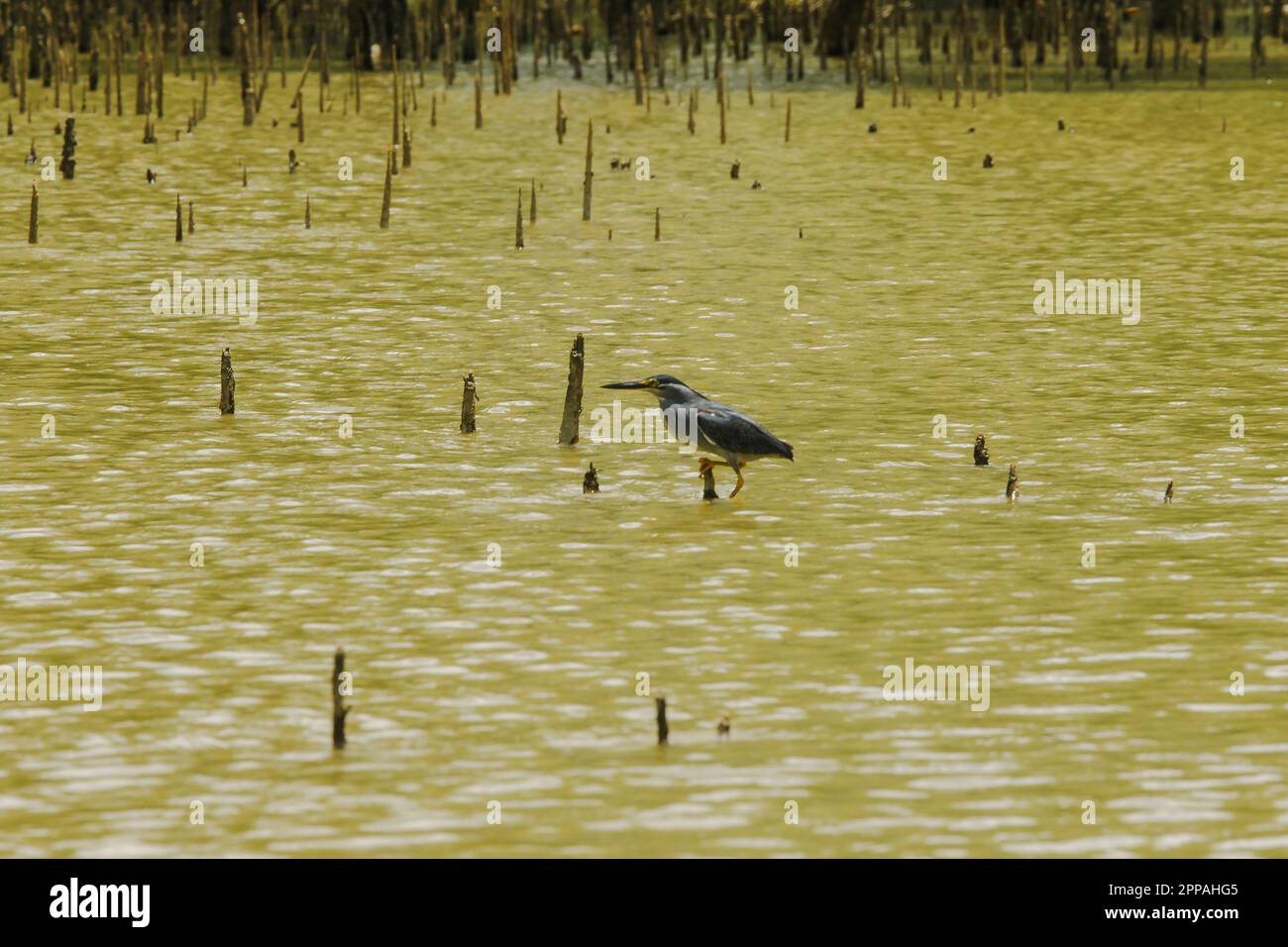 Butorides striatus stands on the branches above the water. Is a small ...