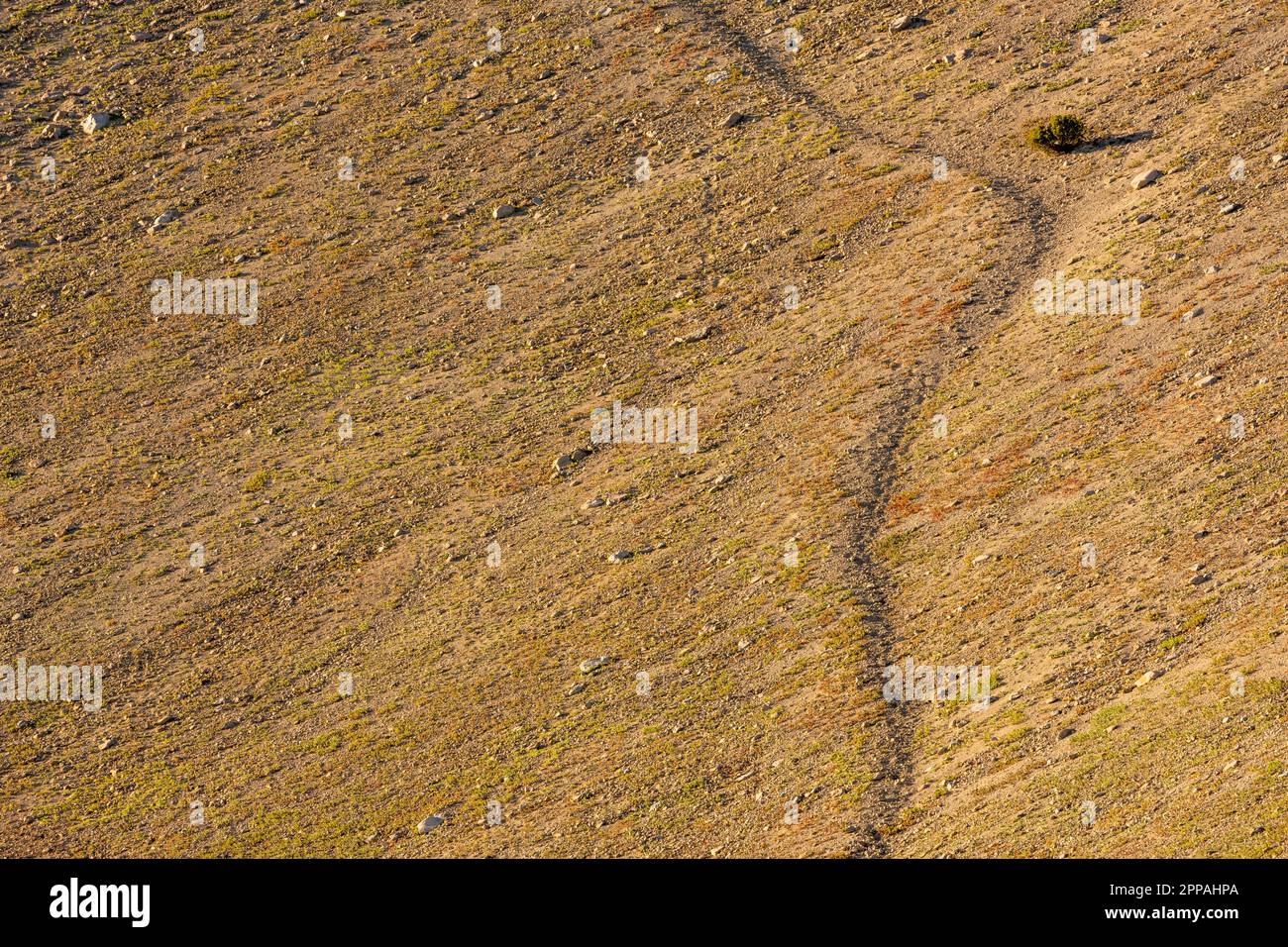Social Trail Cuts through Fragile Alpine Meadow in closed area of ...