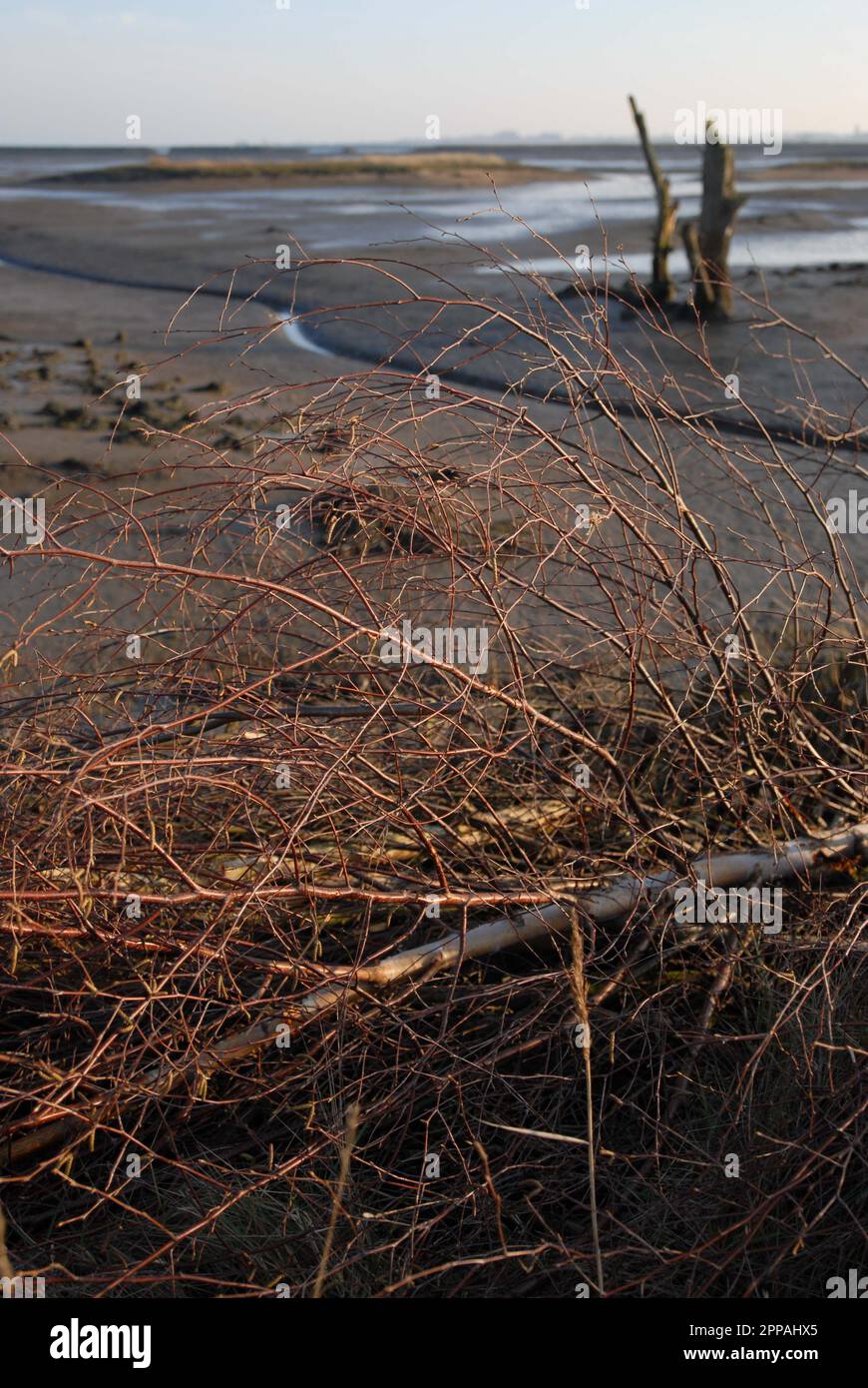 Brash foliage as defence against Coastal Erosion with salt-scoured tree ...