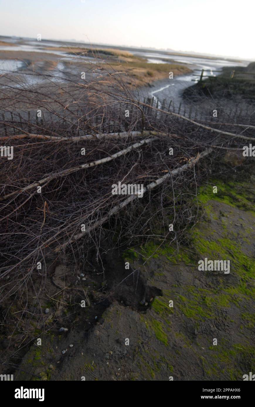Green brash hi-res stock photography and images - Alamy