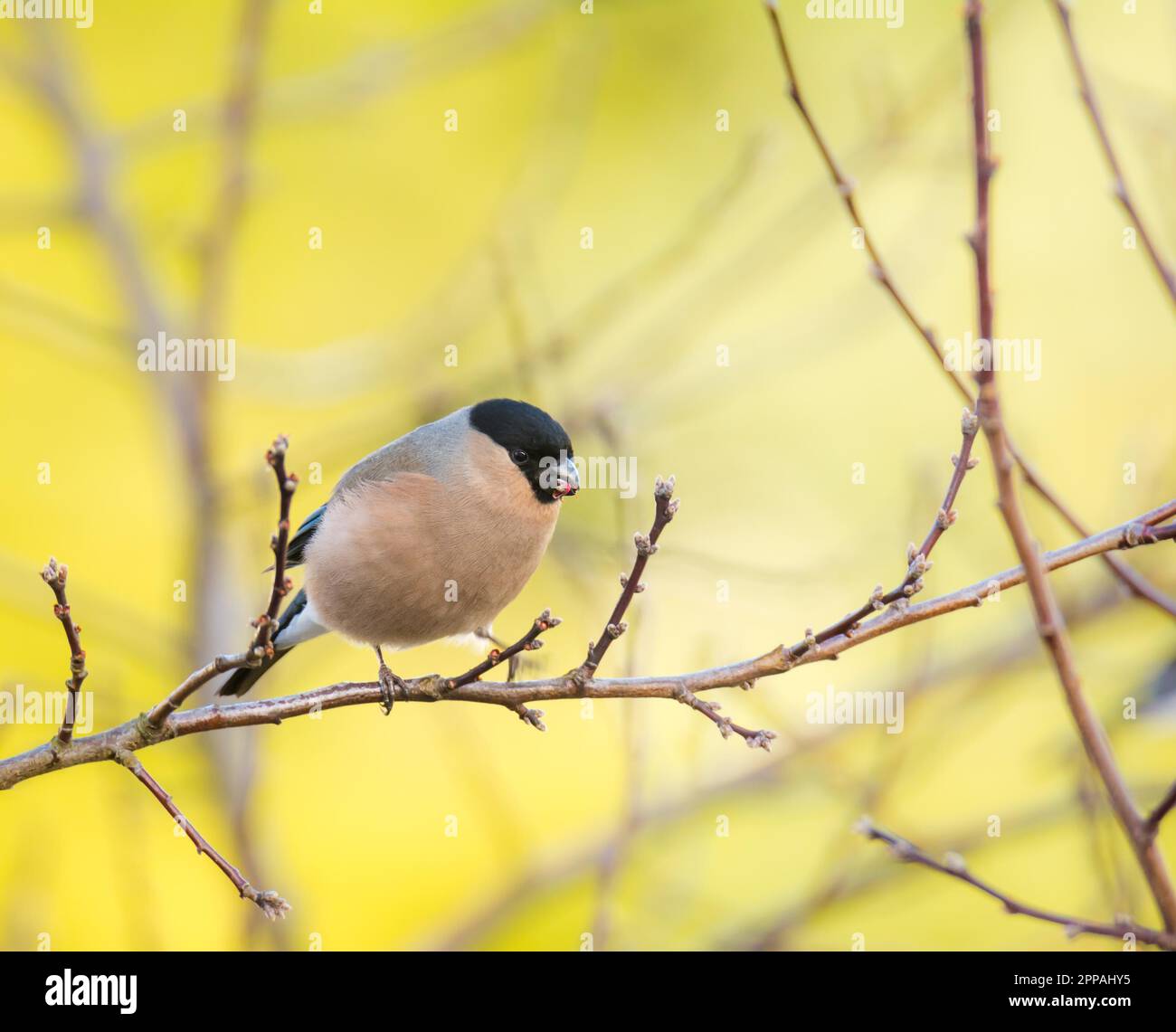 Female eurasian bullfinch bird sitting on the branch of a tree Stock ...