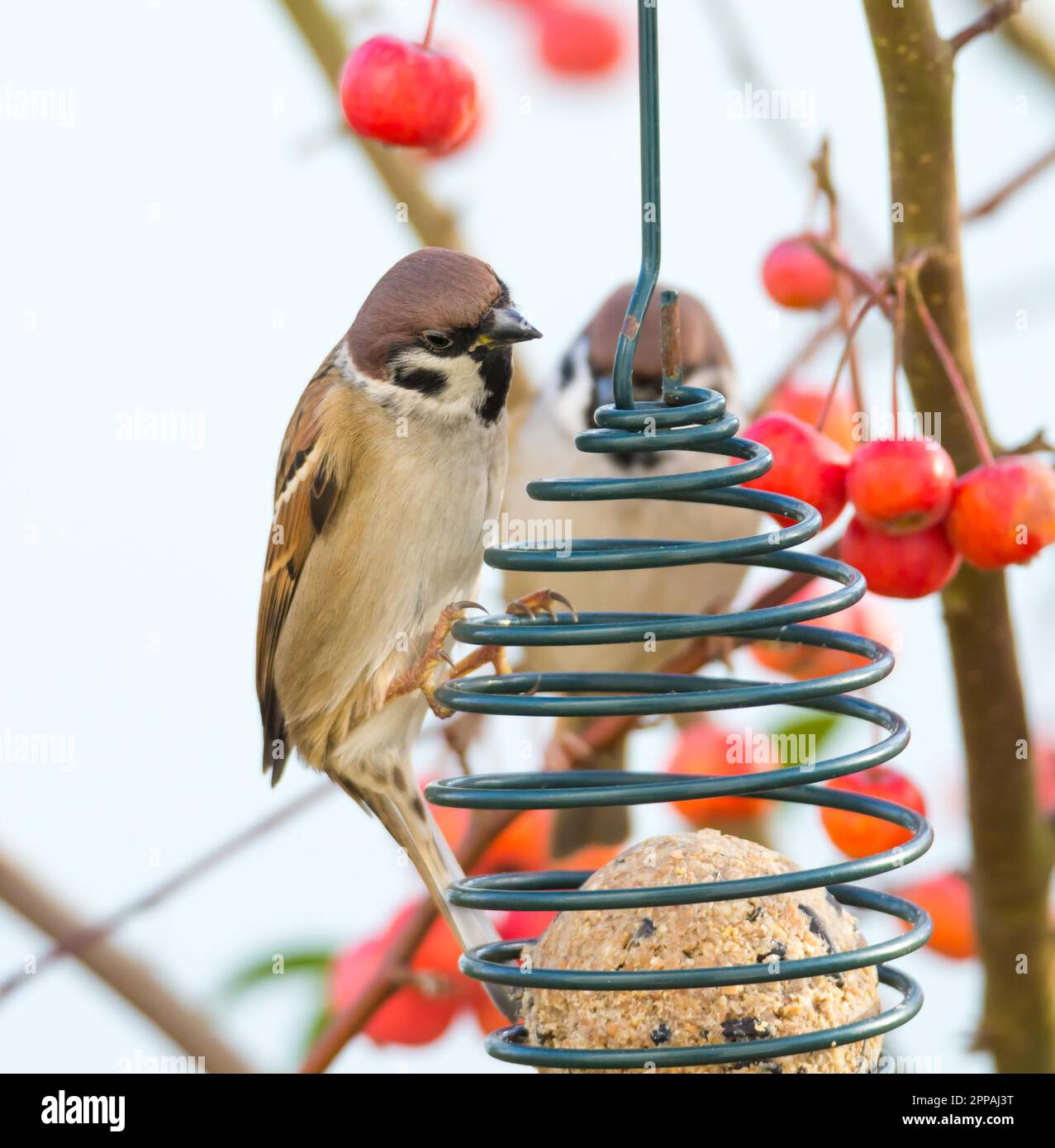 Tree sparrows sitting at a bird feeder within an apple tree Stock Photo ...
