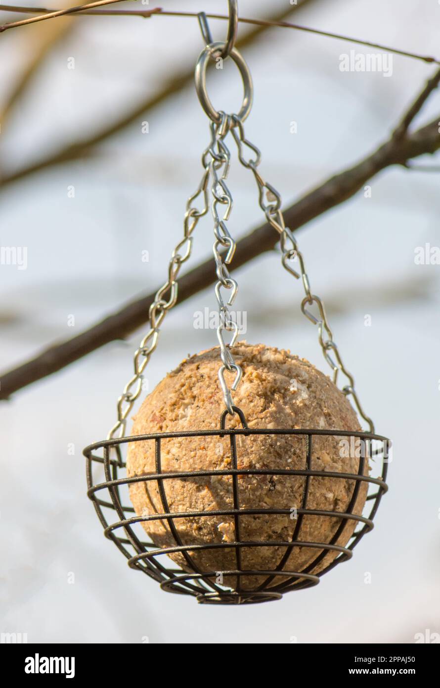 Bird feeder with a fat ball hanging on a tree Stock Photo - Alamy