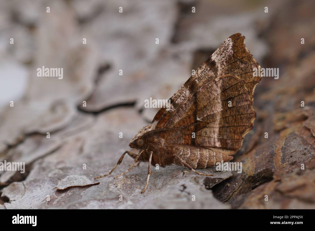 Natural Closeup on the European early thorn geometer moth , Selenia ...