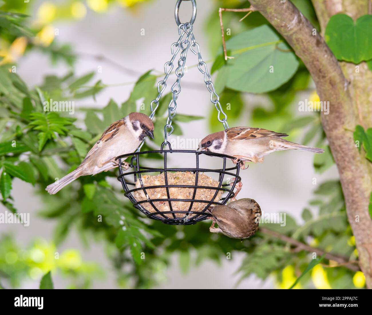 Sparrows at a bird feeder filled with a fat ball Stock Photo - Alamy