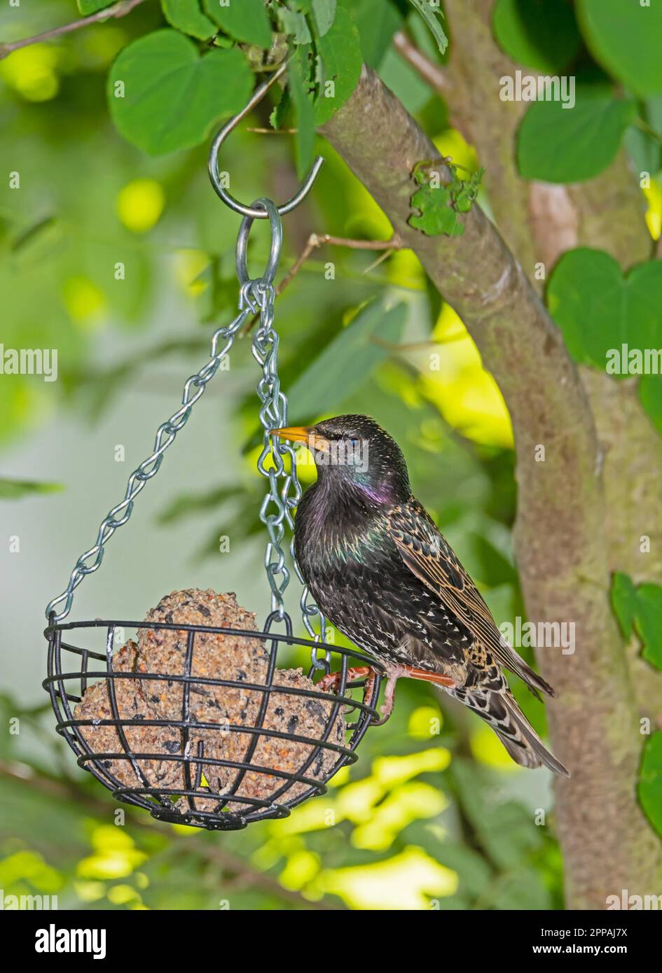 Starling bird feeder hi-res stock photography and images - Alamy