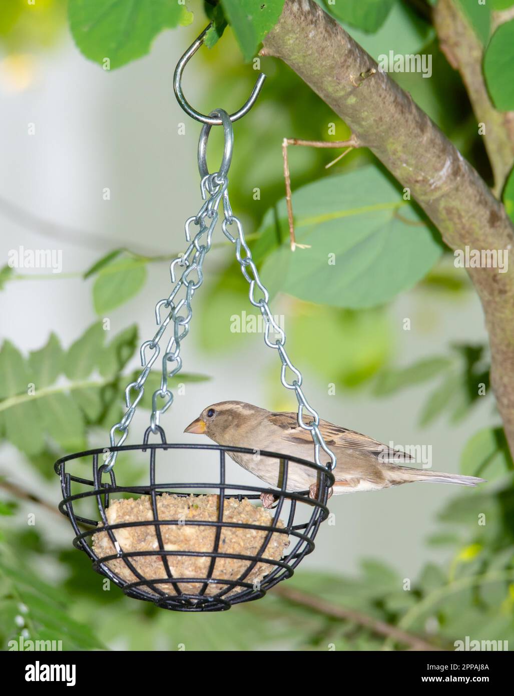 Sparrow at a bird feeder filled with a fat ball Stock Photo - Alamy