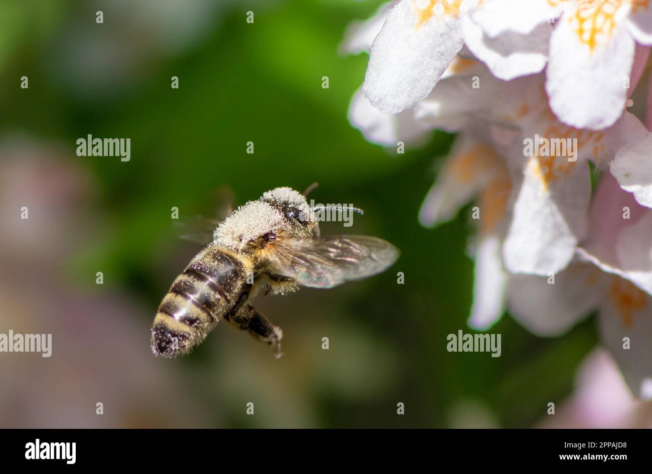 Honeybee flying to white a flower blossom Stock Photo - Alamy