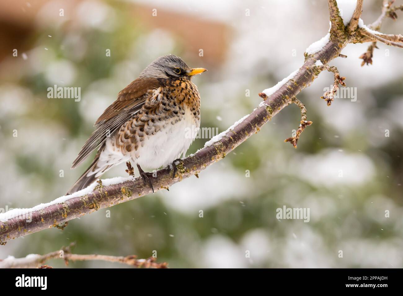 Closeup of a fieldfare bird sitting on a tree Stock Photo - Alamy