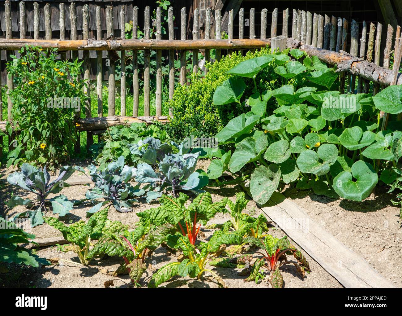 Growing vegetable in a traditional rural kitchen garden Stock Photo - Alamy