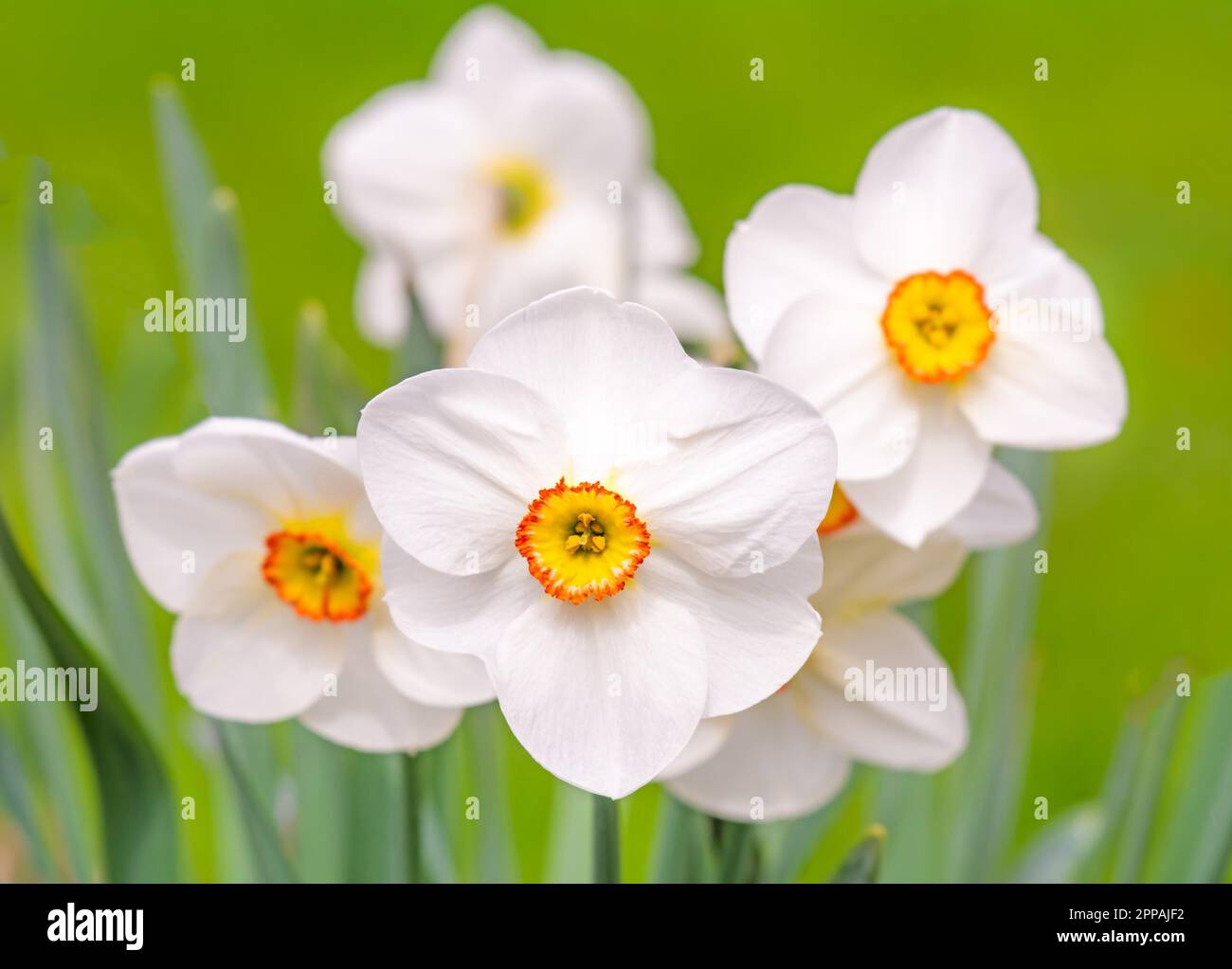 Closeup of daffodil flower blossoms Stock Photo - Alamy
