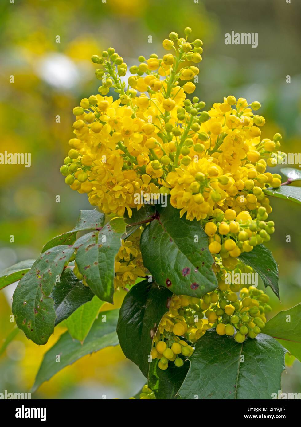 Yellow mahonia hi-res stock photography and images - Alamy