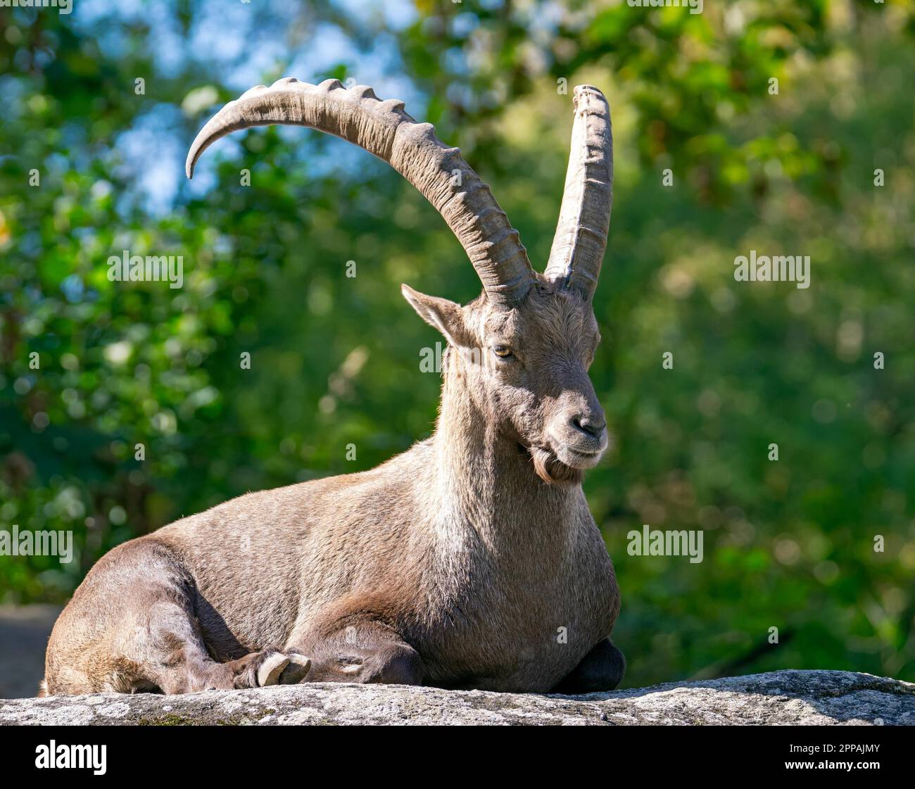 Big horns hi-res stock photography and images - Alamy