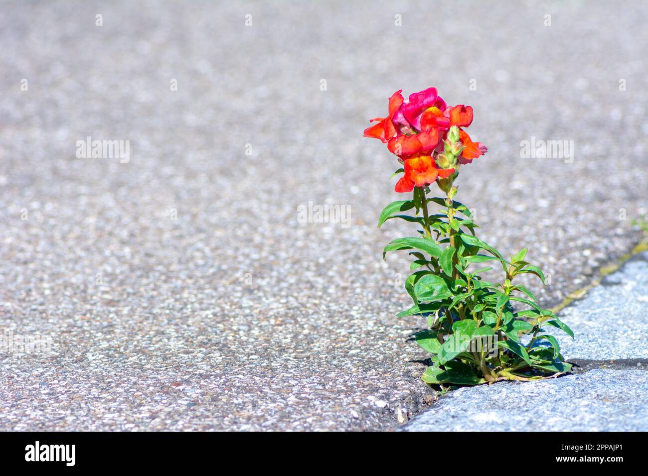 Closeup of a red dragon flower growing at the asphalt of a sidewalk ...