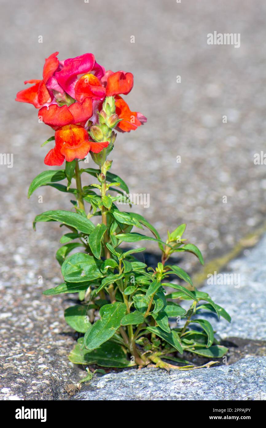 Closeup of a red dragon flower growing at the asphalt of a sidewalk ...