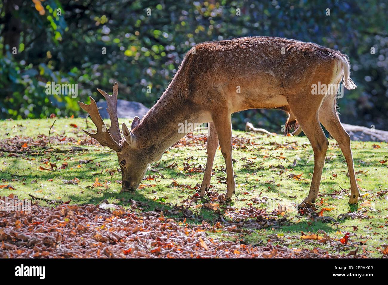Browsing in nature hi-res stock photography and images - Alamy