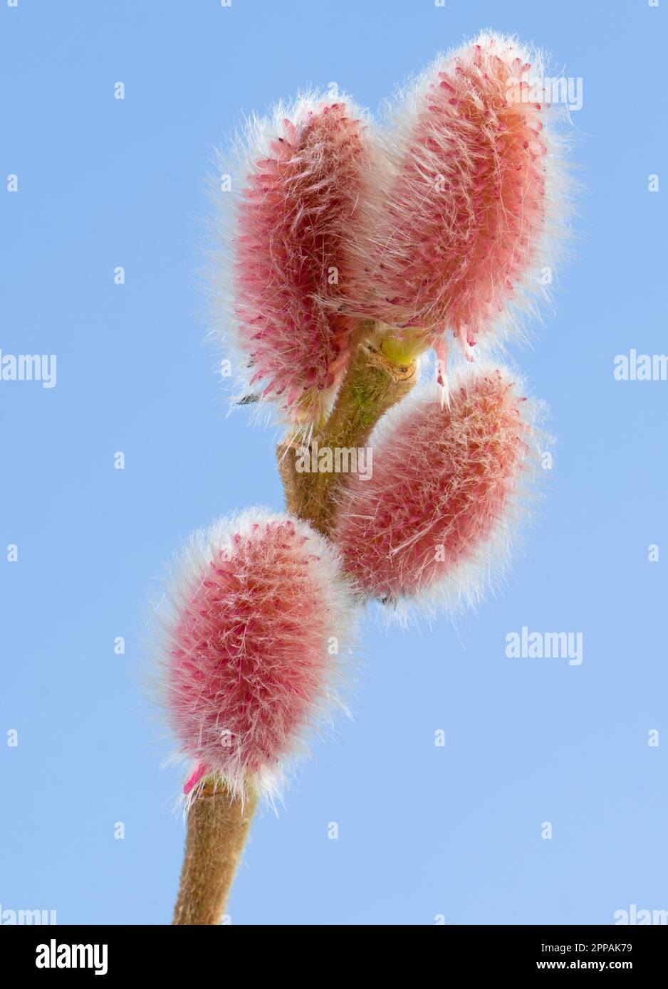 Salix branch hi-res stock photography and images - Alamy