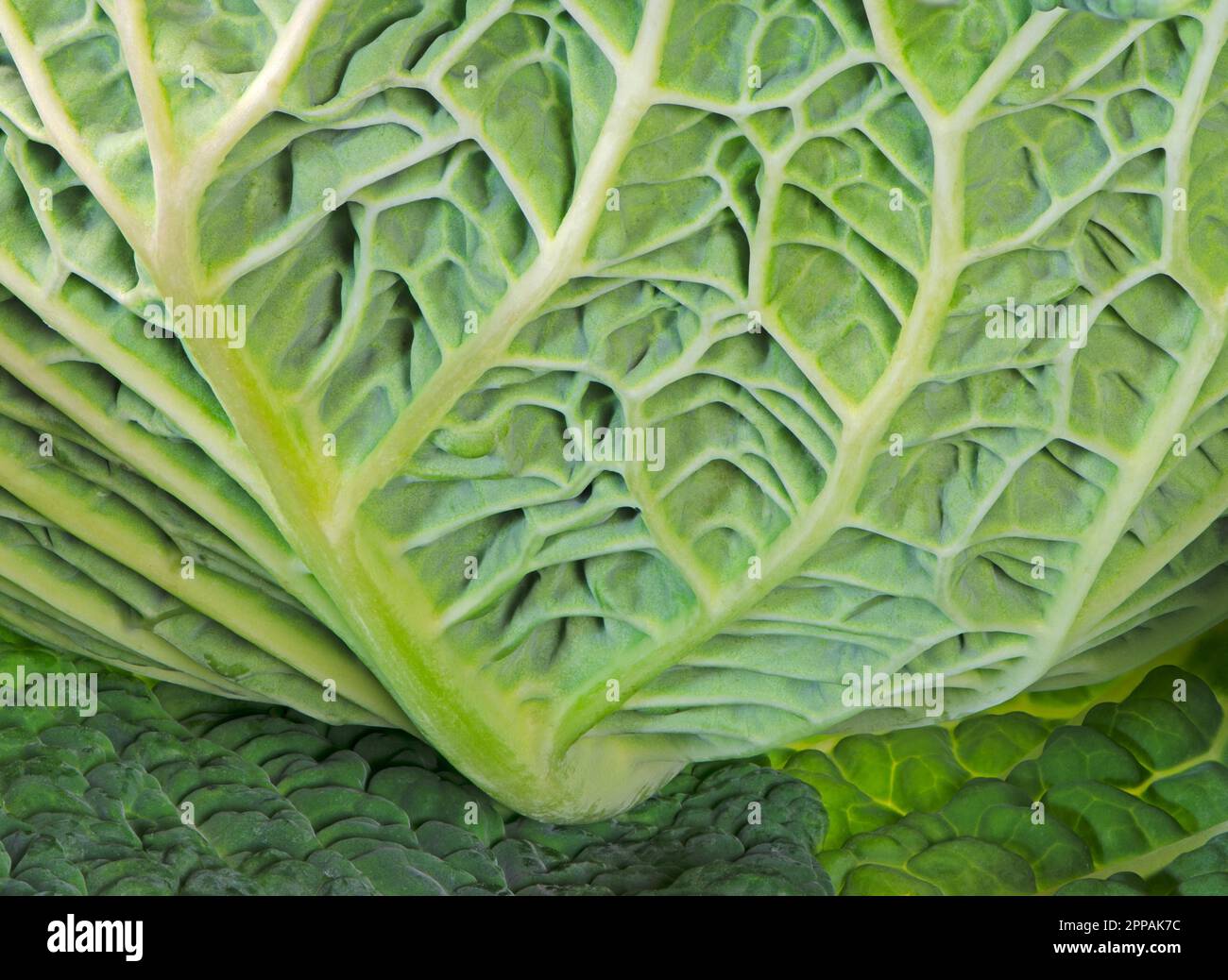 Abstract photography with food hi-res stock photography and images - Alamy