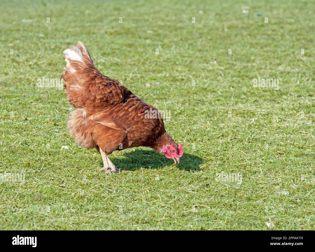 Organic farming wiht happy hens with big runout Stock Photo - Alamy