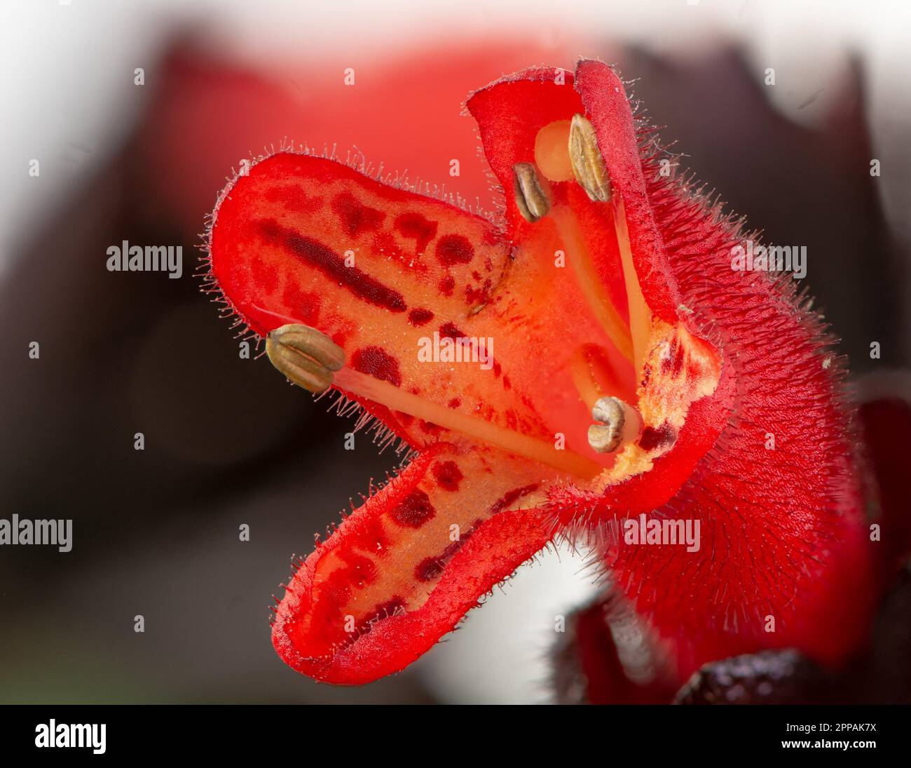 Macro of a red lipstick plant blossom Stock Photo - Alamy