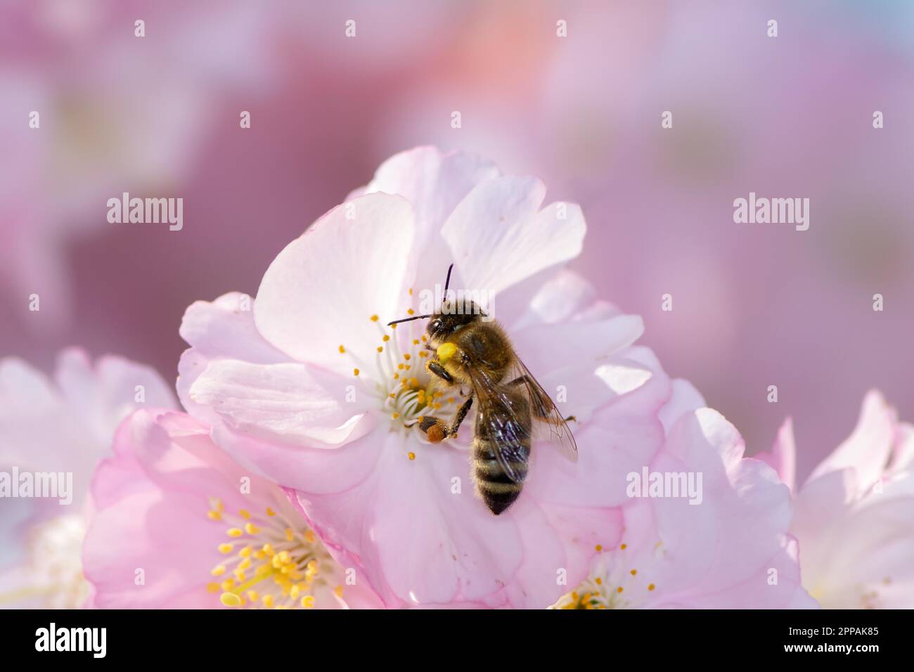 Macro of a beeat pink cherry blossoms Stock Photo - Alamy